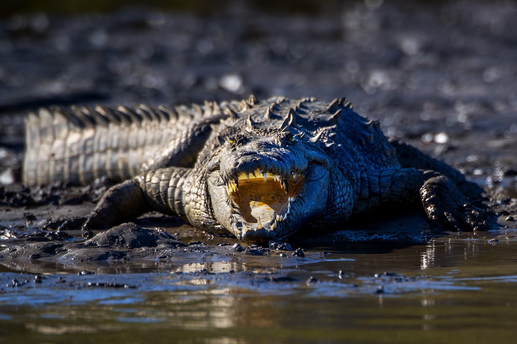 Drain the district, save the swamp - Captains For Clean Water